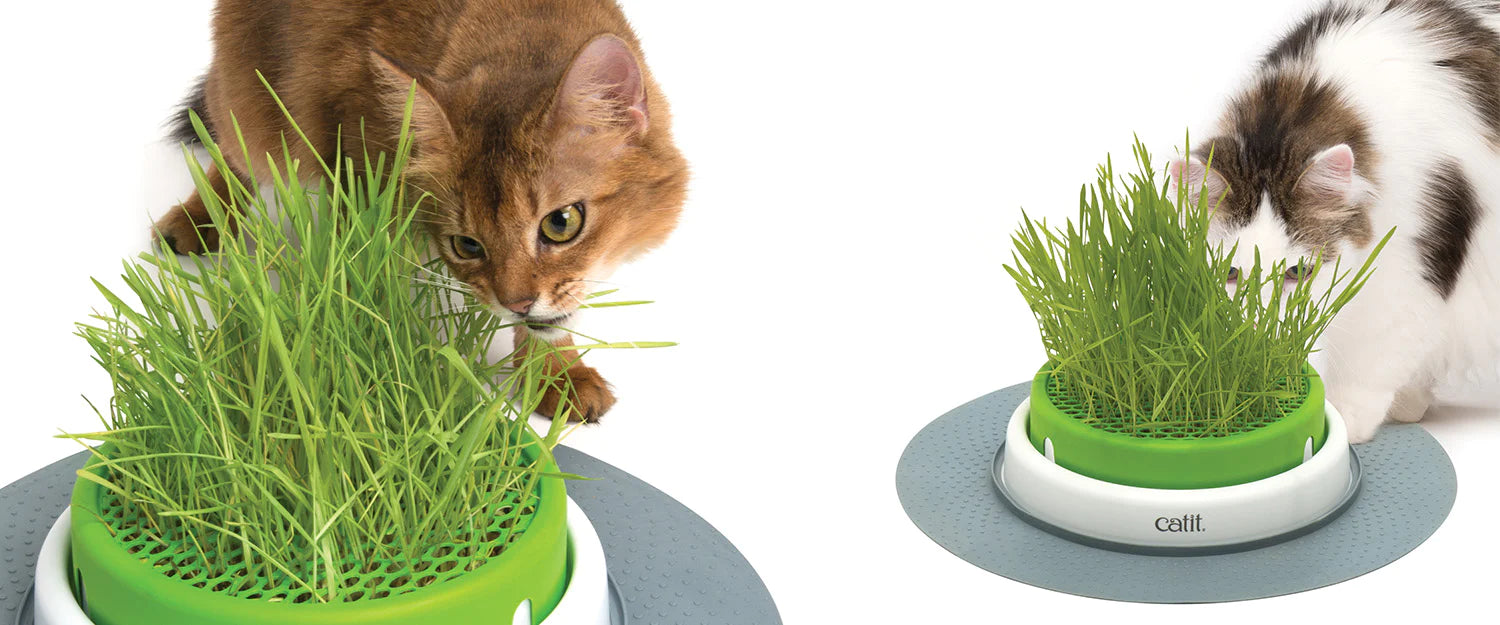 Cat Grass – Catit Canada