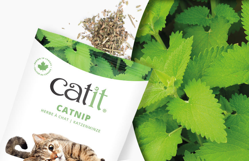 Catit Canada